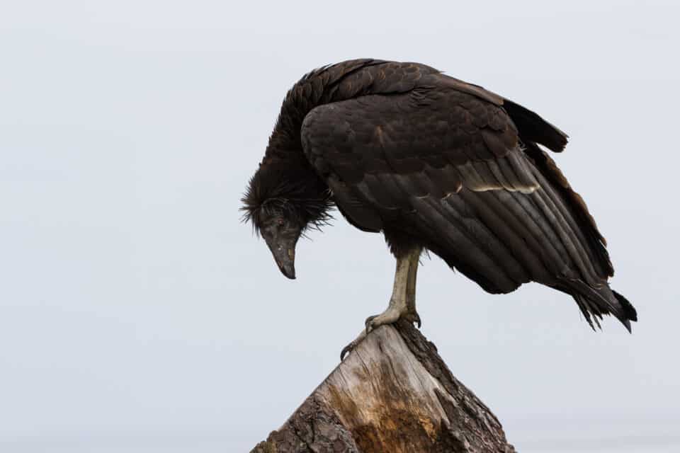 Most Googled Animals In California - Animals Around The Globe