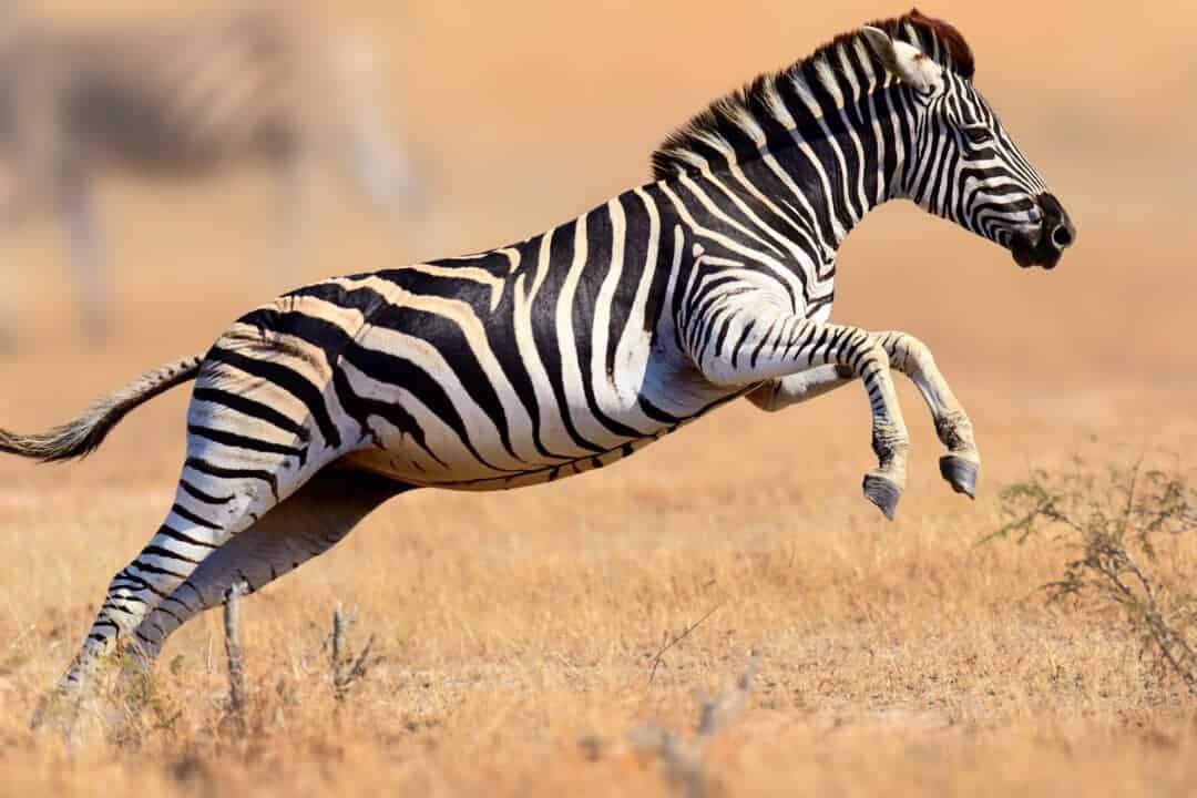 Brave Zebra Fights Back Against Lioness - Animals Around The Globe