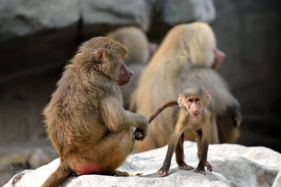 Uncover Everything About Baboons in Africa - Animals Around The Globe