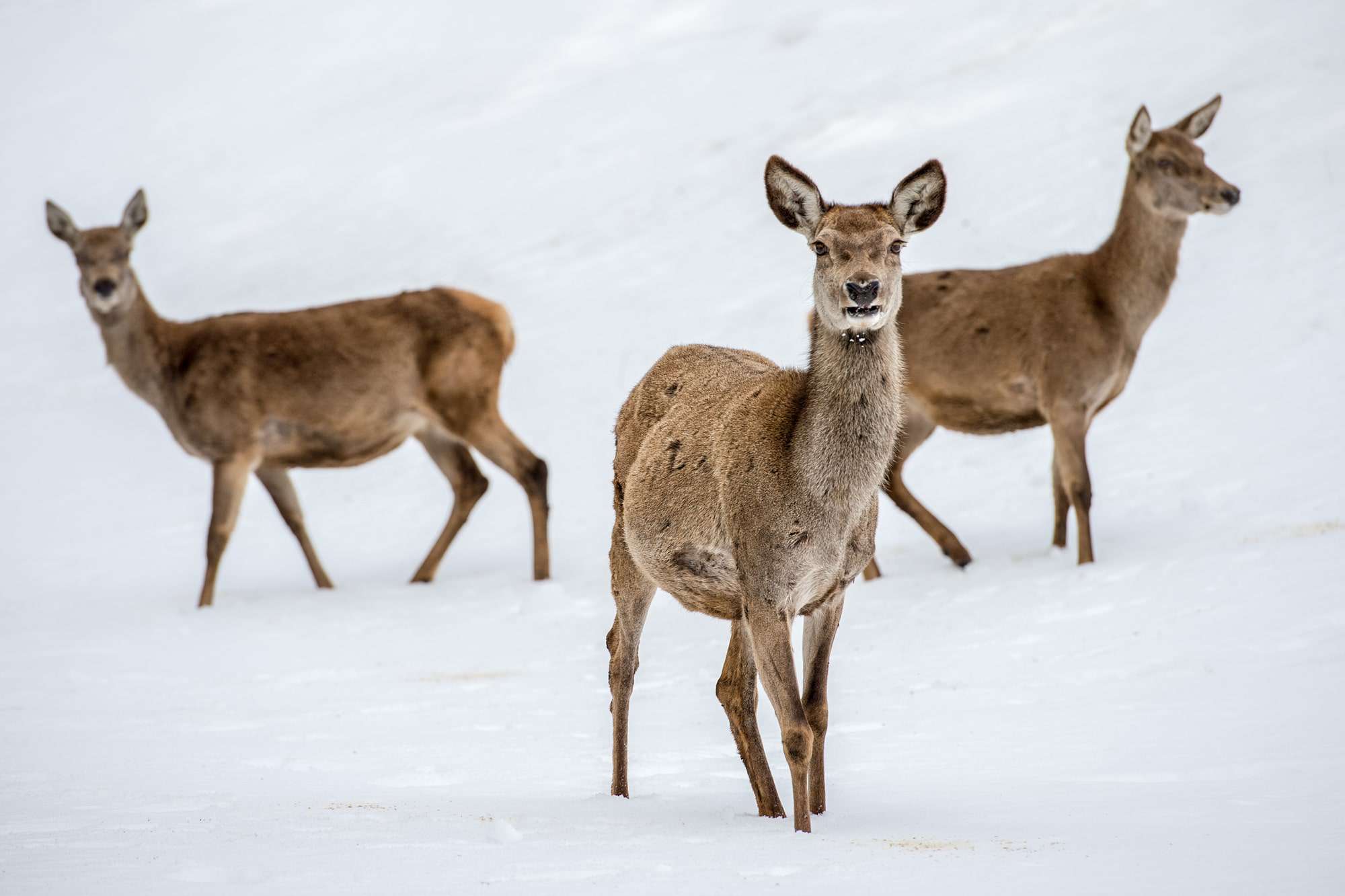 Deer Fallen Through Ice Gets Rescued - Animals Around The Globe