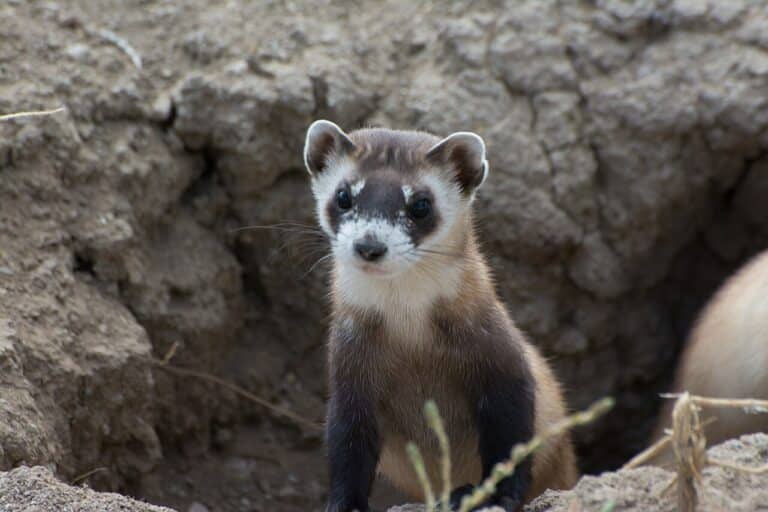 Animals That Start With F - Full List, Images and Facts