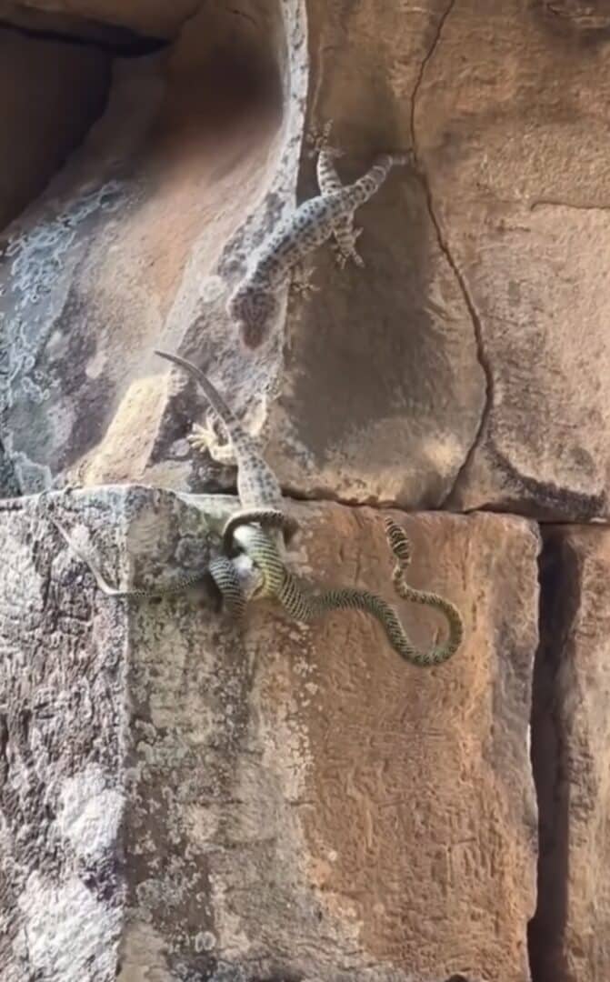 Watch: Lizard Fights Off Snake to Defend it’s Companion - Animals ...