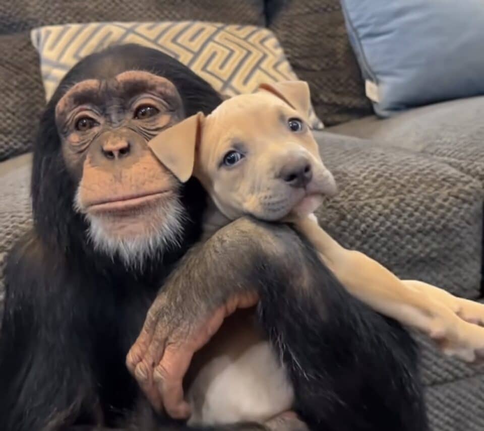 Watch: A Human Cuddling A Chimp Whose Cuddling A Puppy - Animals Around ...