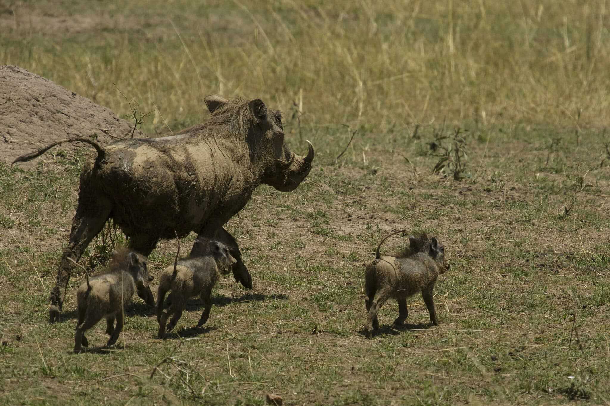 You've Heard of The Big 5, But Do You Know The Ugly 5?