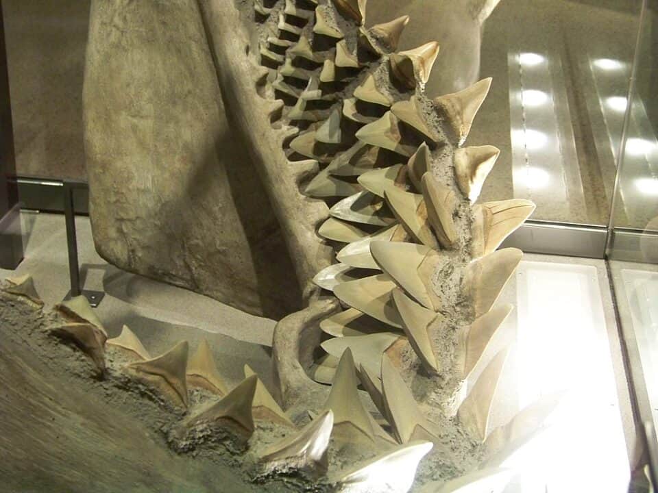 Megalodon: Why This Giant Shark May Still Lurk in the Deep - Animals ...
