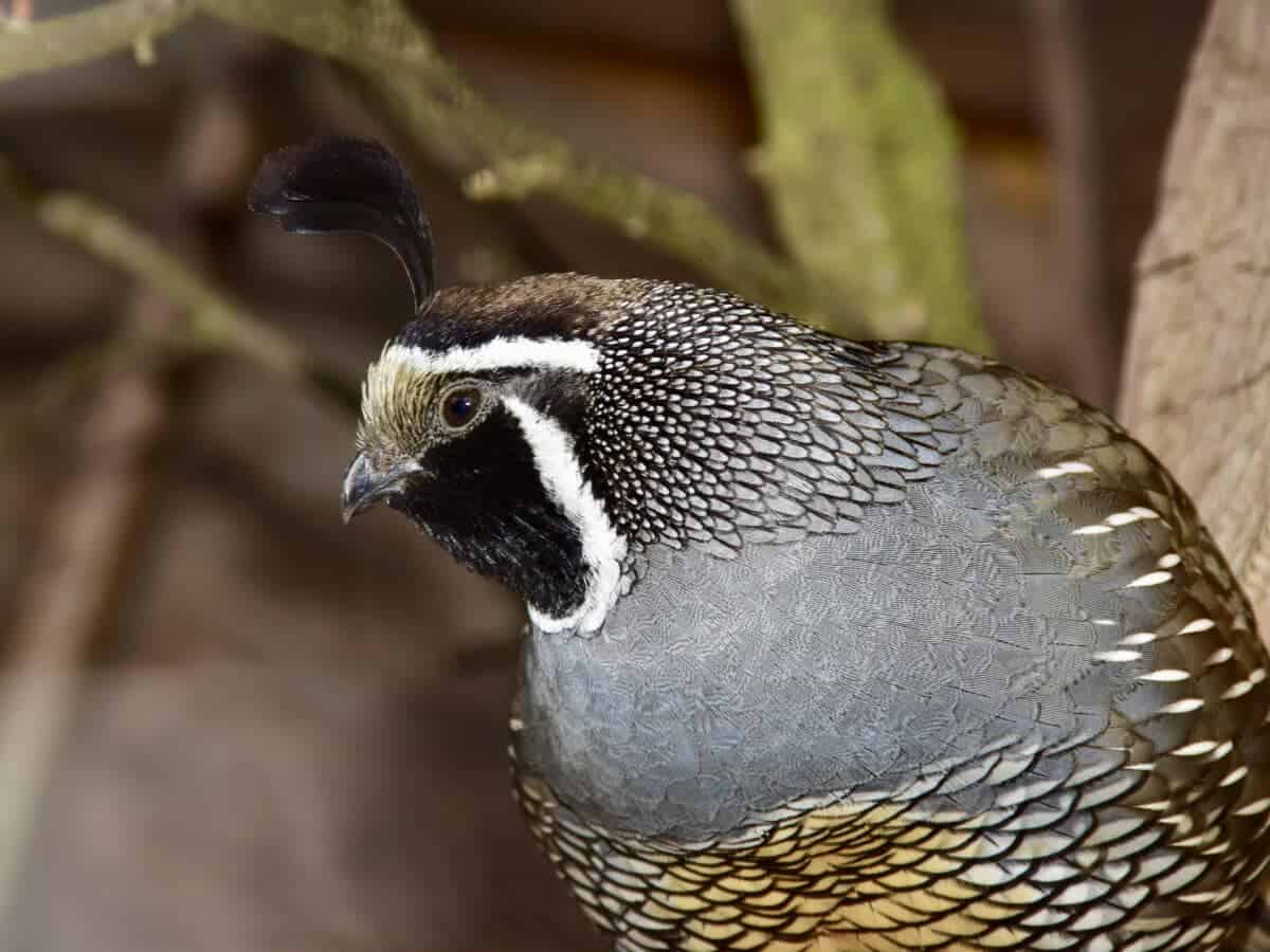 America's Favorite State Birds: A Coast-to-Coast Guide - Animals Around ...