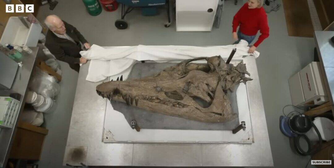 Colossal Pliosaur Sea Monster Dinosaur Skull - Animals Around The Globe