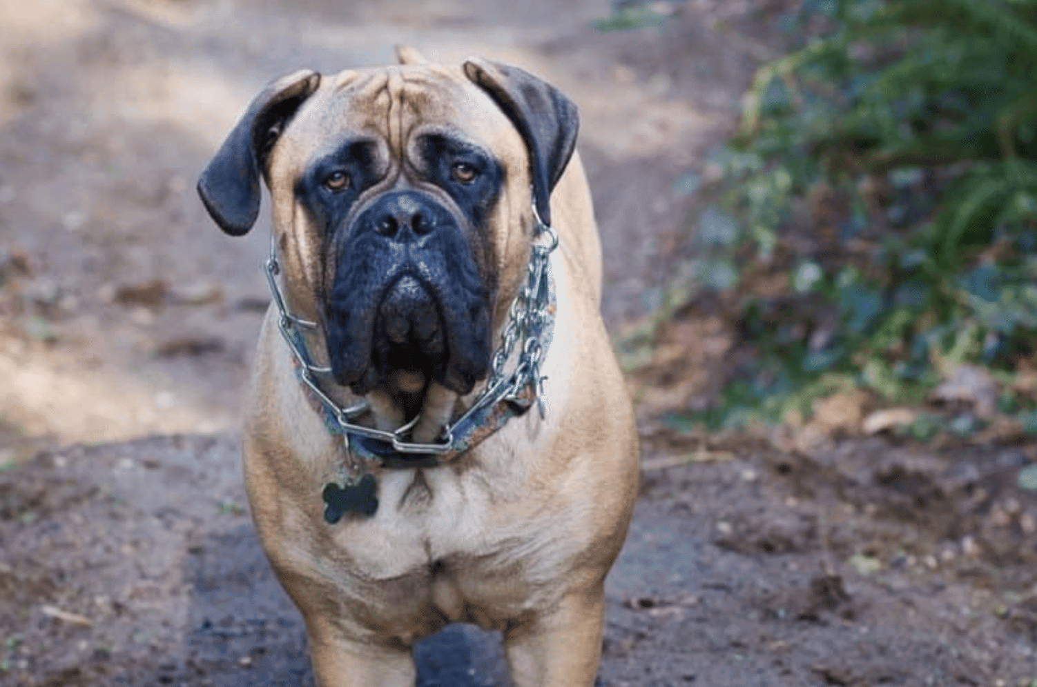Meet he Largest Dog Breed in the World: Mastiffs - Animals Around The Globe