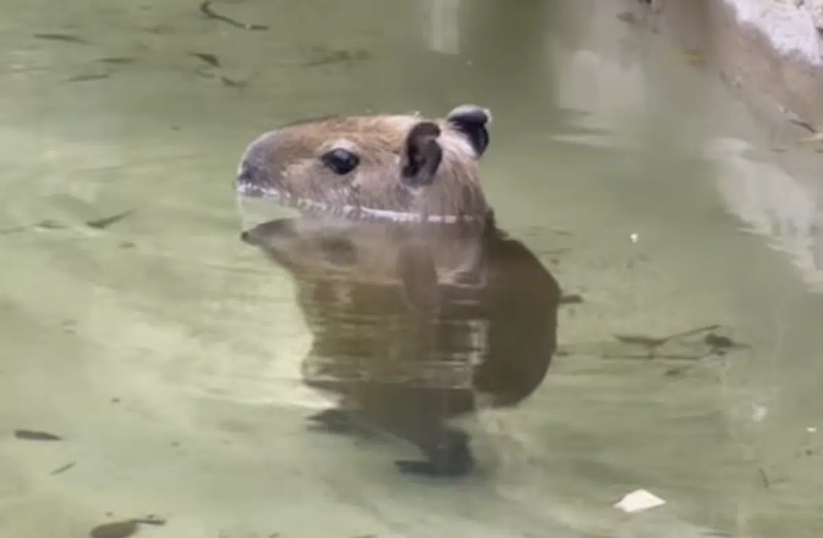 The Viral, Moon Walking Capybara