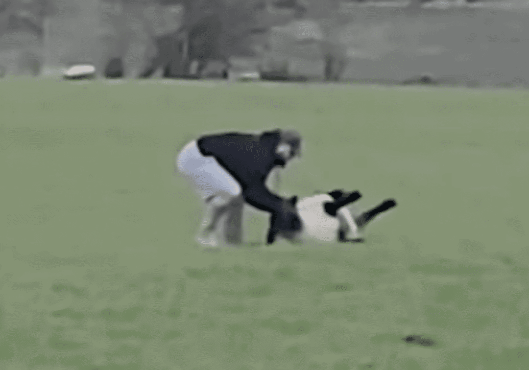 Man Helps A Sheep Stuck On Its Back - Animals Around The Globe
