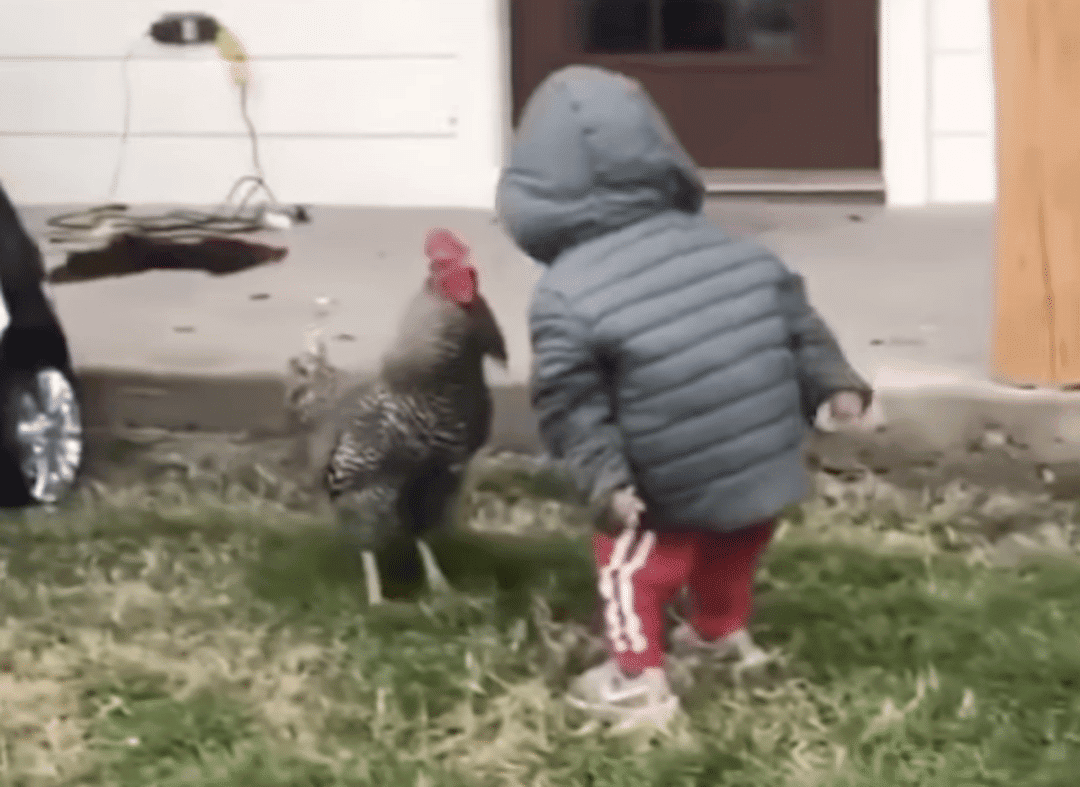 Chicken and Toddler in a Hilarious Stand-off - Animals Around The Globe