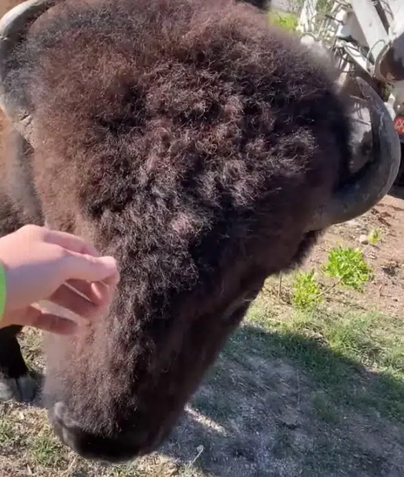Massive Bison Headbutts and Knocks Down Person on Camera in Texas ...