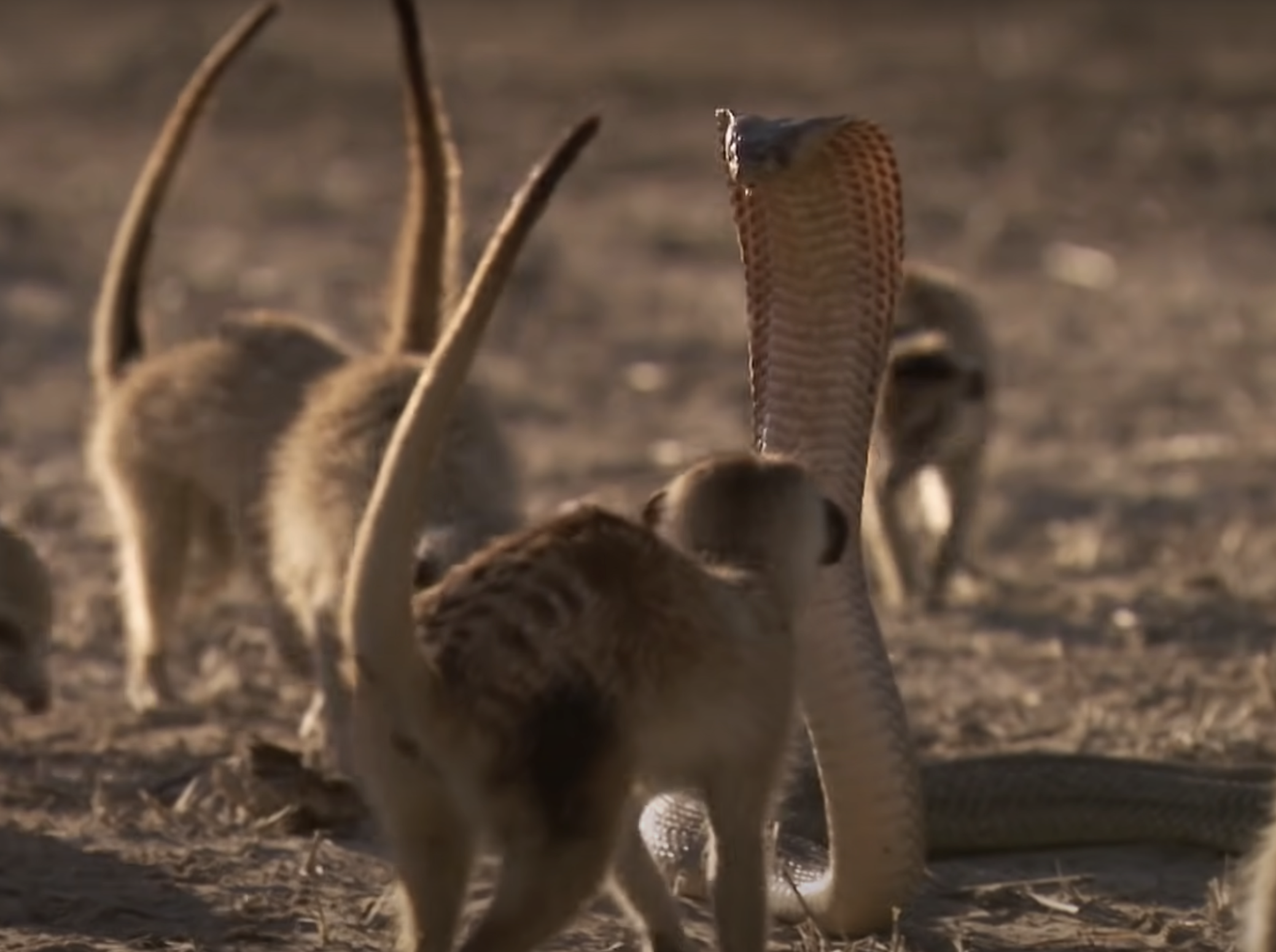Meerkat Mob vs Cobra - Op wie gok je? - Dieren over de hele wereld