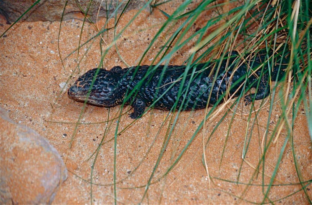 17 Animal Species That Mate for Life and How They Stay Loyal - Animals ...