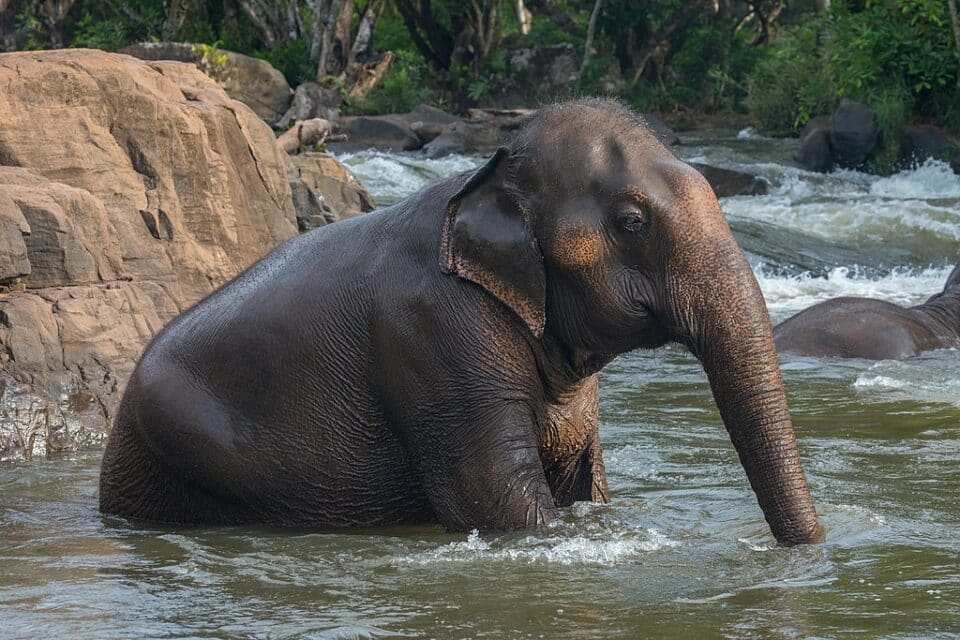 Largest Asian Elephant