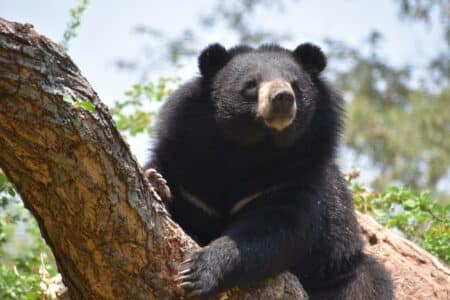 The Bear Species Scientists Thought Was Extinct Until Now - Animals ...