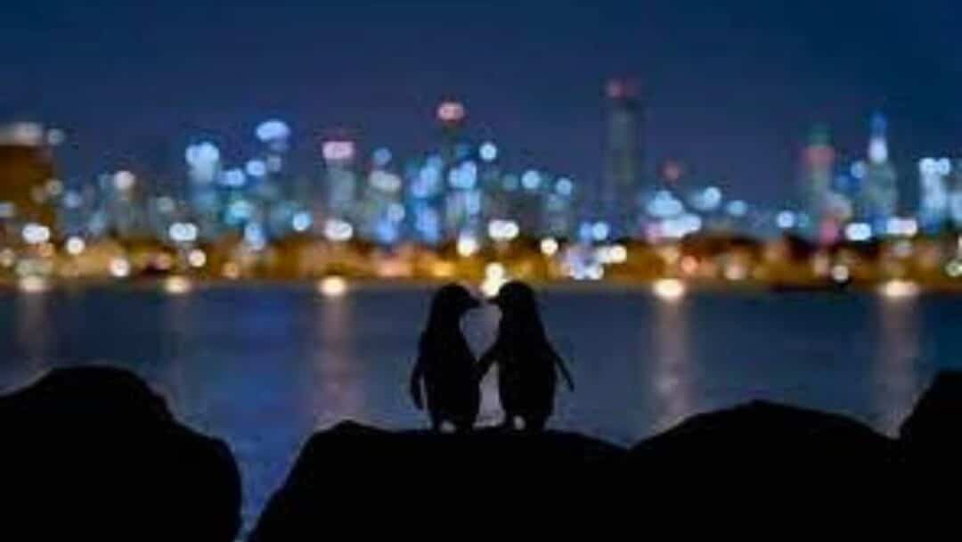 Photographer Captures Touching Scene of Two Widowed Penguins Admiring ...