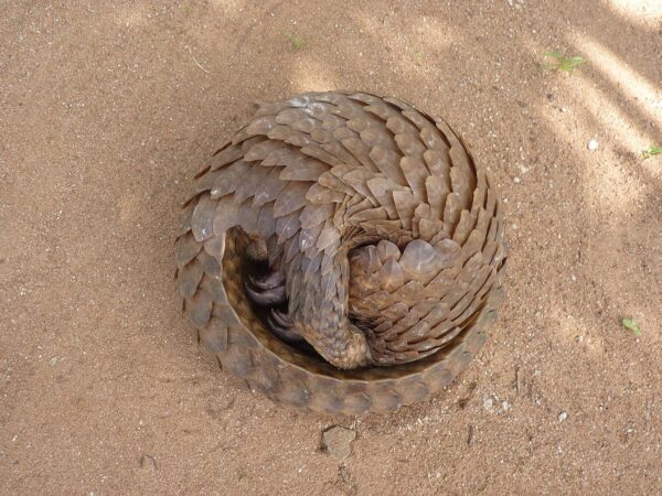 This Is Why Pangolins Are the Most Trafficked Mammals - Animals Around ...