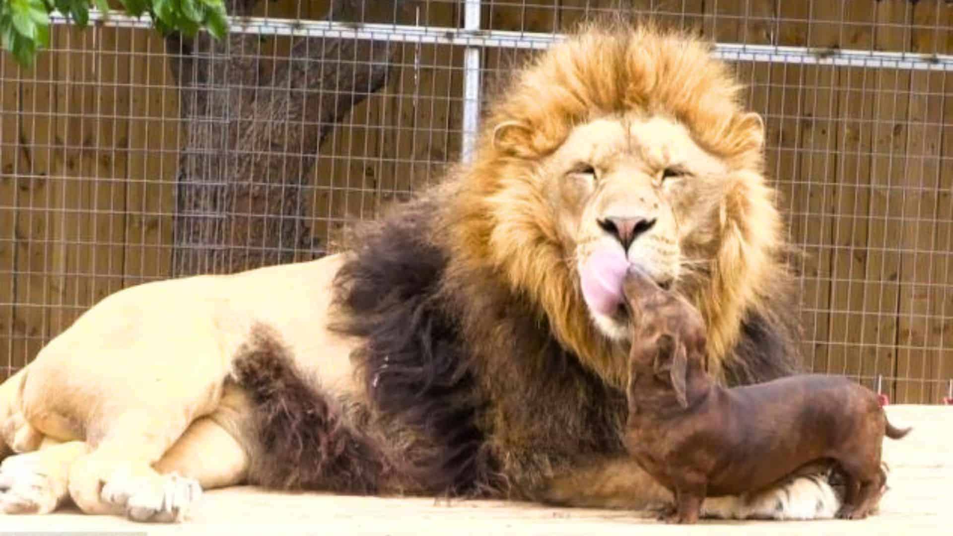 Best Friends: 500-lb Lion & Tiny Dachshund - Animals Around The Globe