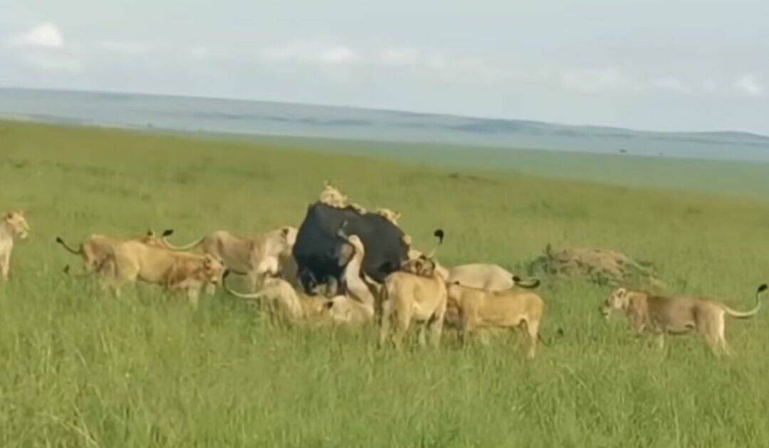 Expert Insight of Recent Video: Black Rock Lion Attacking Buffalo ...