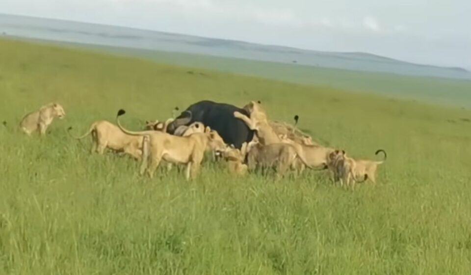 Expert Insight of Recent Video: Black Rock Lion Attacking Buffalo ...