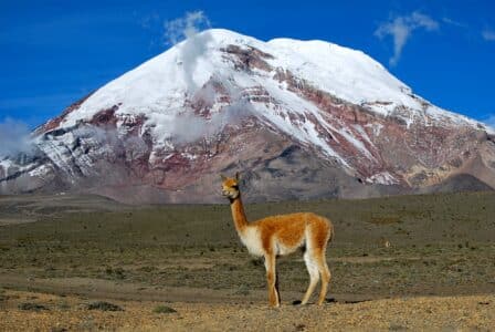 Top 10 Animals and Wildlife in Chile - Animals Around The Globe