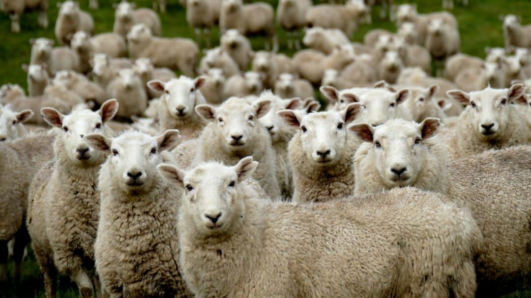 Must-See: Mind-Blowing Drone Shots of Sheep Being Herded - Animals ...