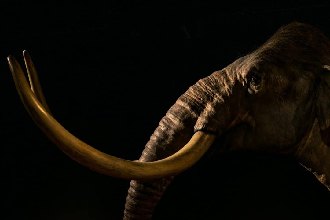 How Close Are We to Cloning the Woolly Mammoth? - Animals Around The Globe