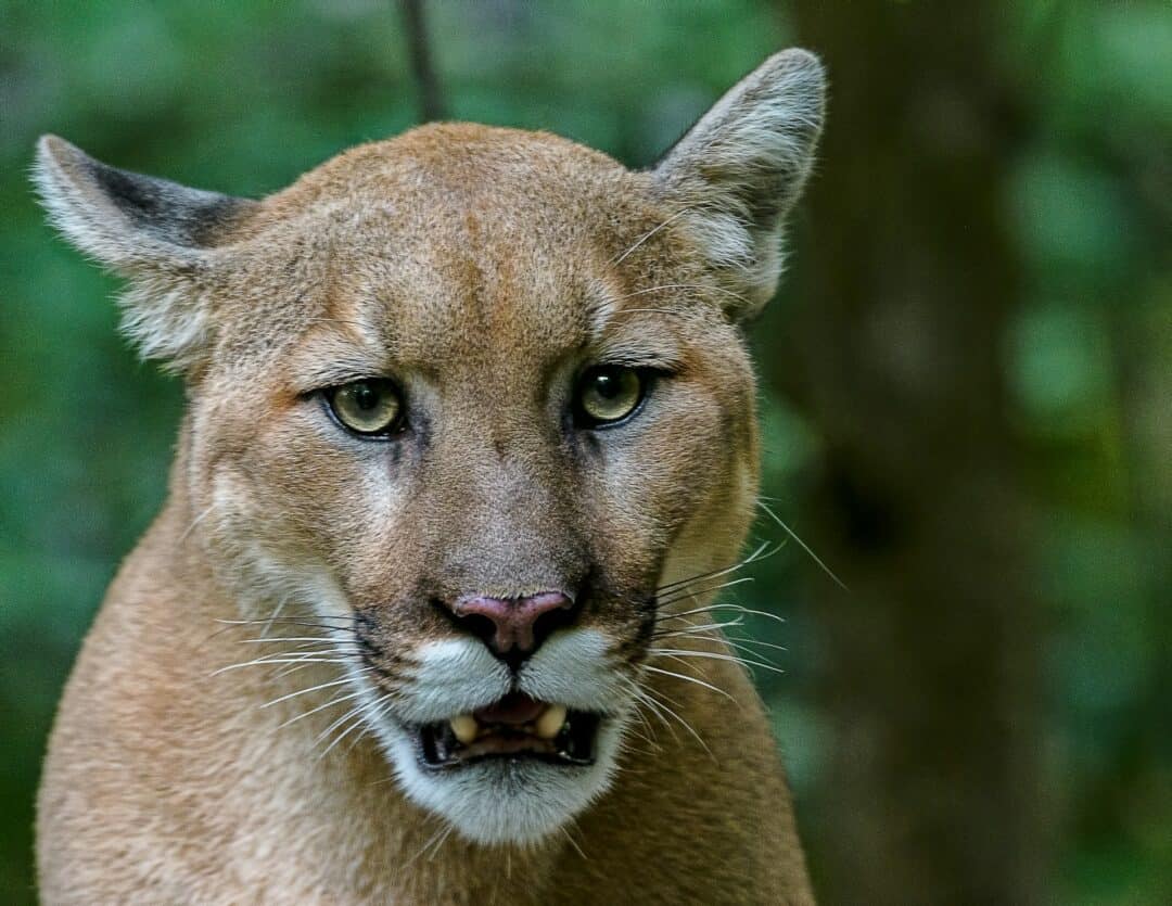 Most Googled Animals In California - Animals Around The Globe