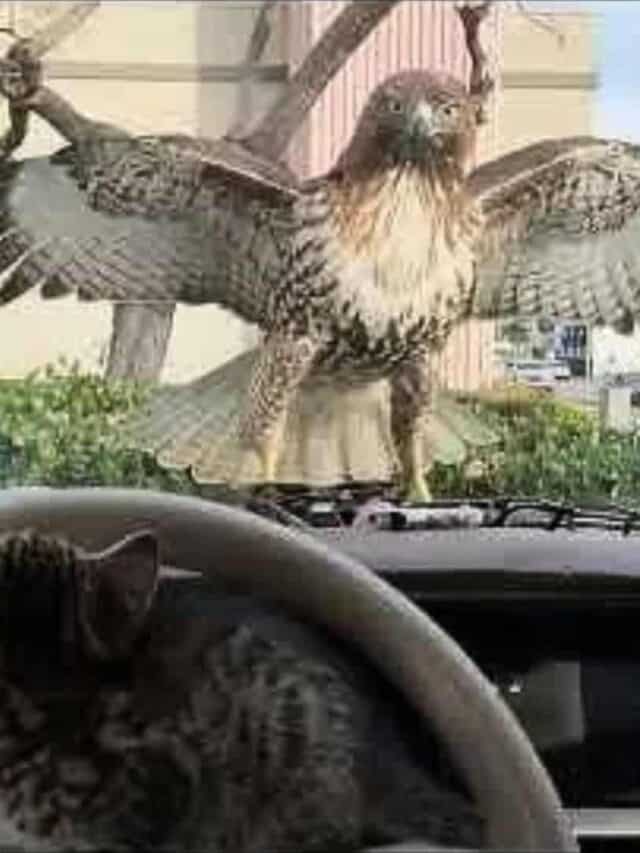 Kitten Nearly Attacked By A Hawk In Los Angeles - Animals Around The Globe