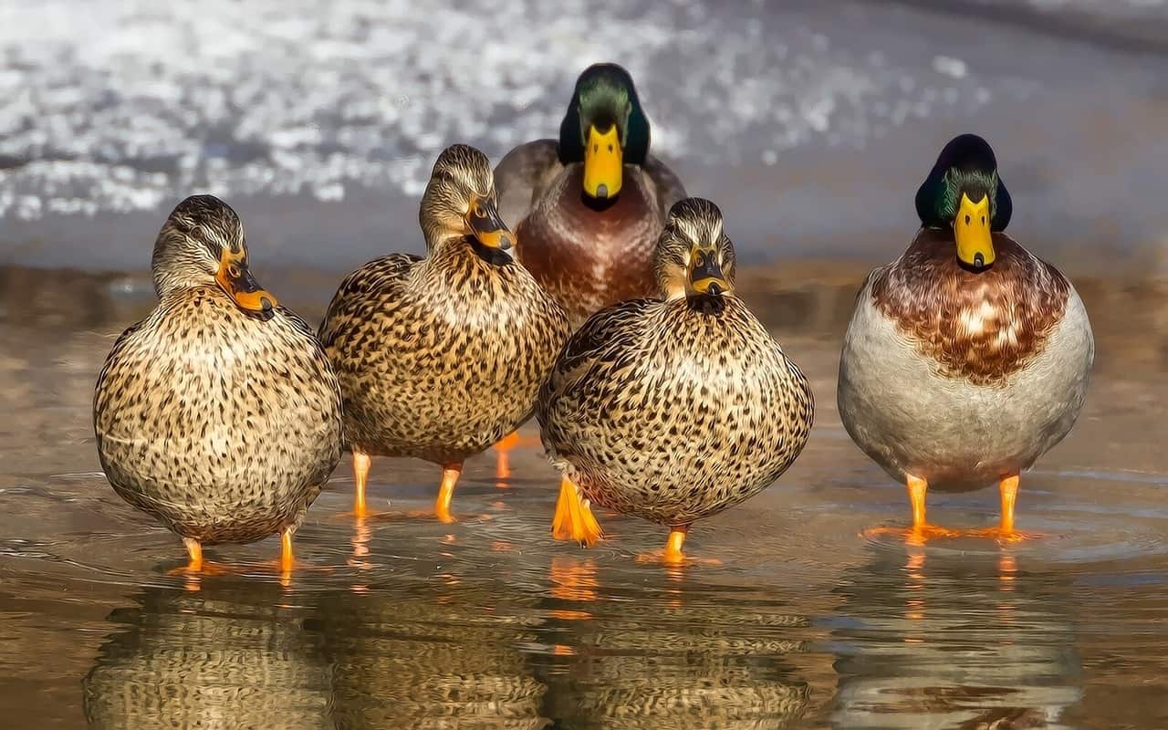 A Record-Breaking Bird: The Tallest Duck In the World
