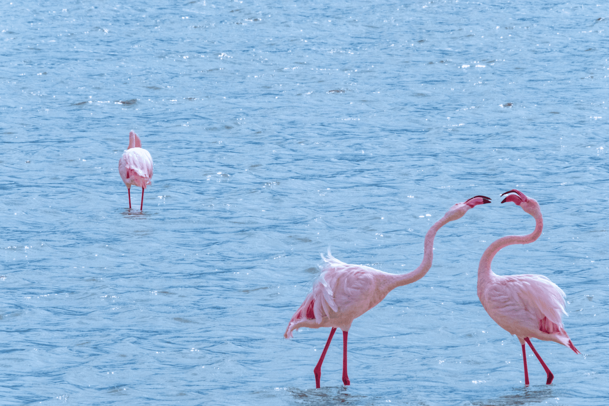 The Largest Flamingo Colony Lives On Soda Lakes - Animals Around The Globe