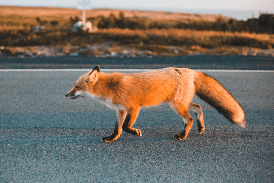10 Animals You Can Discover In Acadia National Park