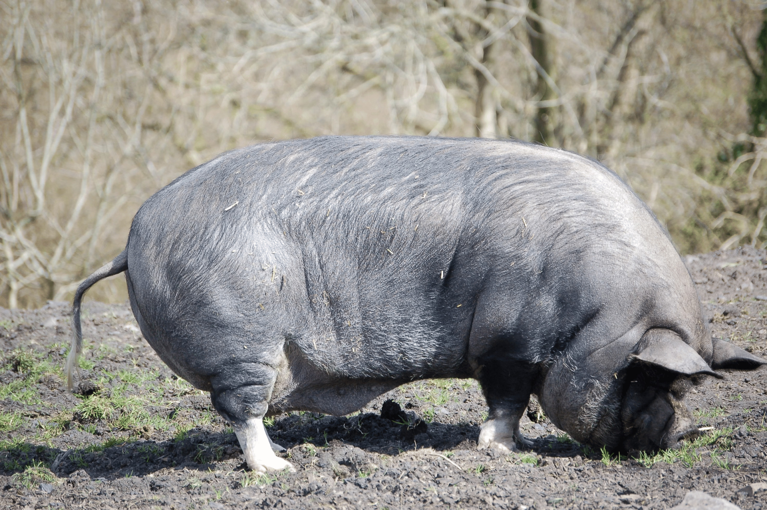 Largest Pig Ever Recorded Found In Tennessee - Animals Around The Globe