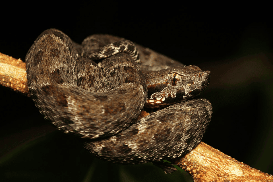 Discover The Fer-De-Lance Pit Viper Bite - Animals Around The Globe