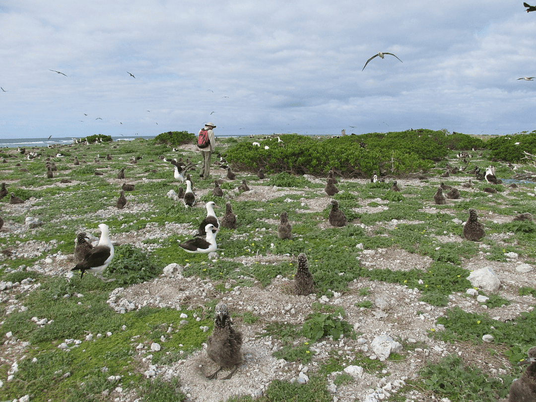 This Forgotten Island Holds the World's Largest Seabird Colony