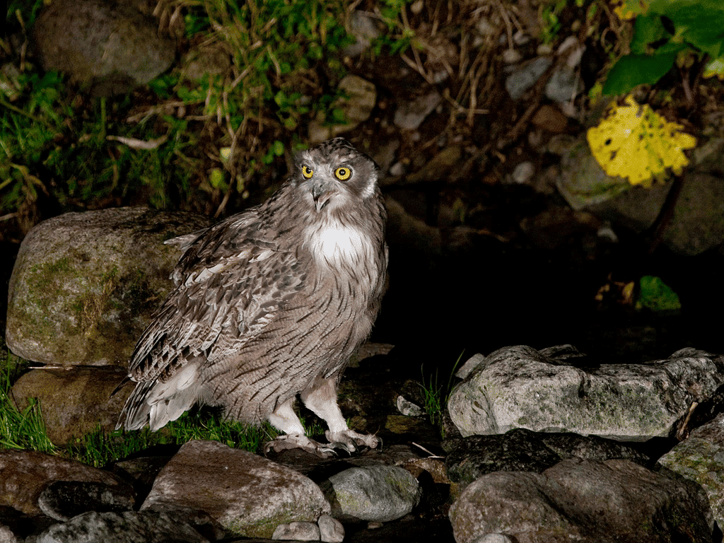 Discover The Largest Living Owl Species - Animals Around The Globe