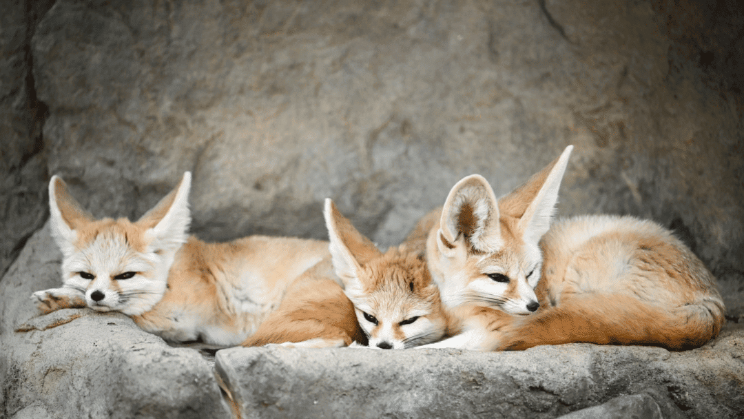 What Makes the Fennec Fox So Unique - Animals Around The Globe
