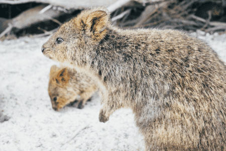 Top 10 Cutest Animals