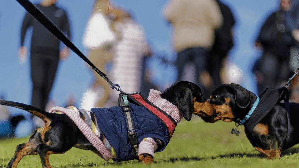 WATCH: Dachshunds Set Breed Record: Most Dogs Walking Together ...