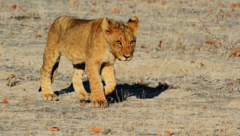 Lion Guardians: The Best Security System In The Bush - Animals Around ...