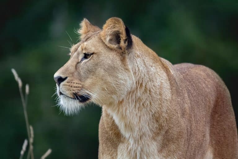 Watch: Zebra Outmaneuvers Lioness in Survival Showdown - Animals Around ...