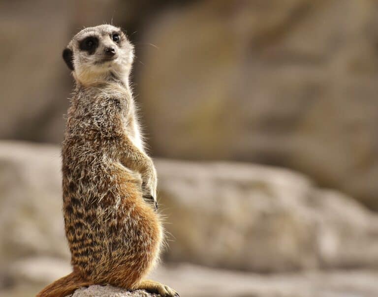 How Meerkats Take Turns as Sentries to Protect Their Colonies - Animals ...