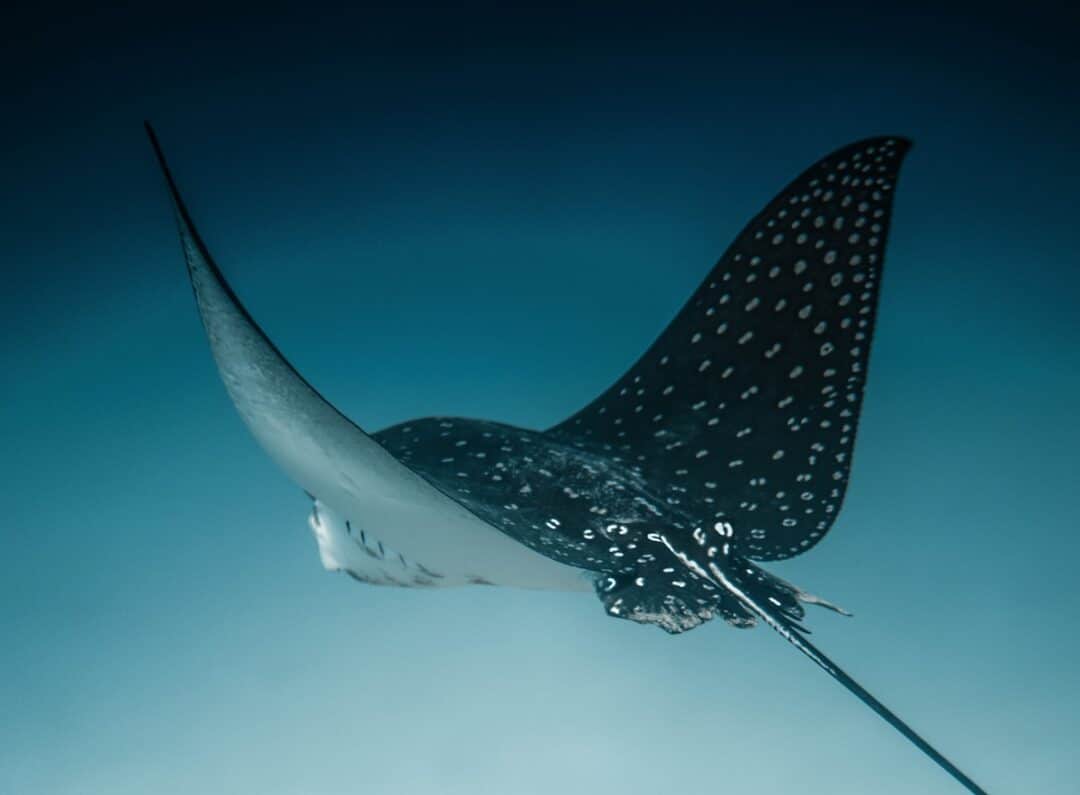Watch: Stingray Jumps Out Of Water - Animals Around The Globe