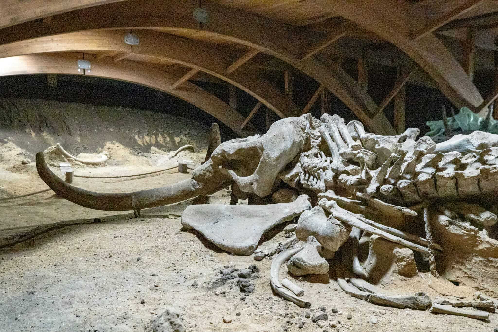 Sci-fi or Reality: Can Animals Be Brought Back From Extinction ...