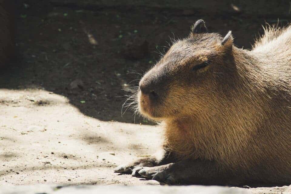 16 Weird and Wonderful Habits of Capybaras - Animals Around The Globe