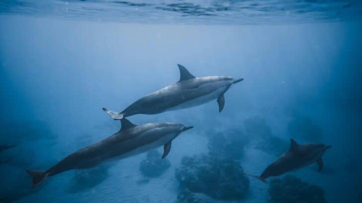Unlock the Deep Spiritual Wisdom of Dolphins - Animals Around The Globe