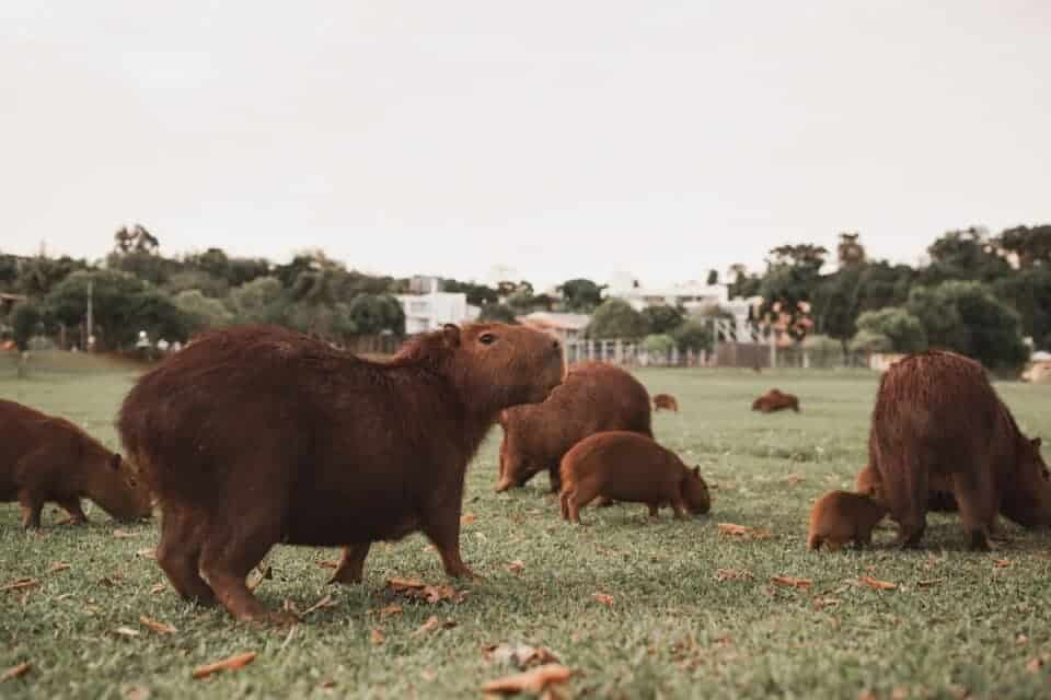 10 Differences Between Capybaras and Guinea Pigs - Animals Around The Globe