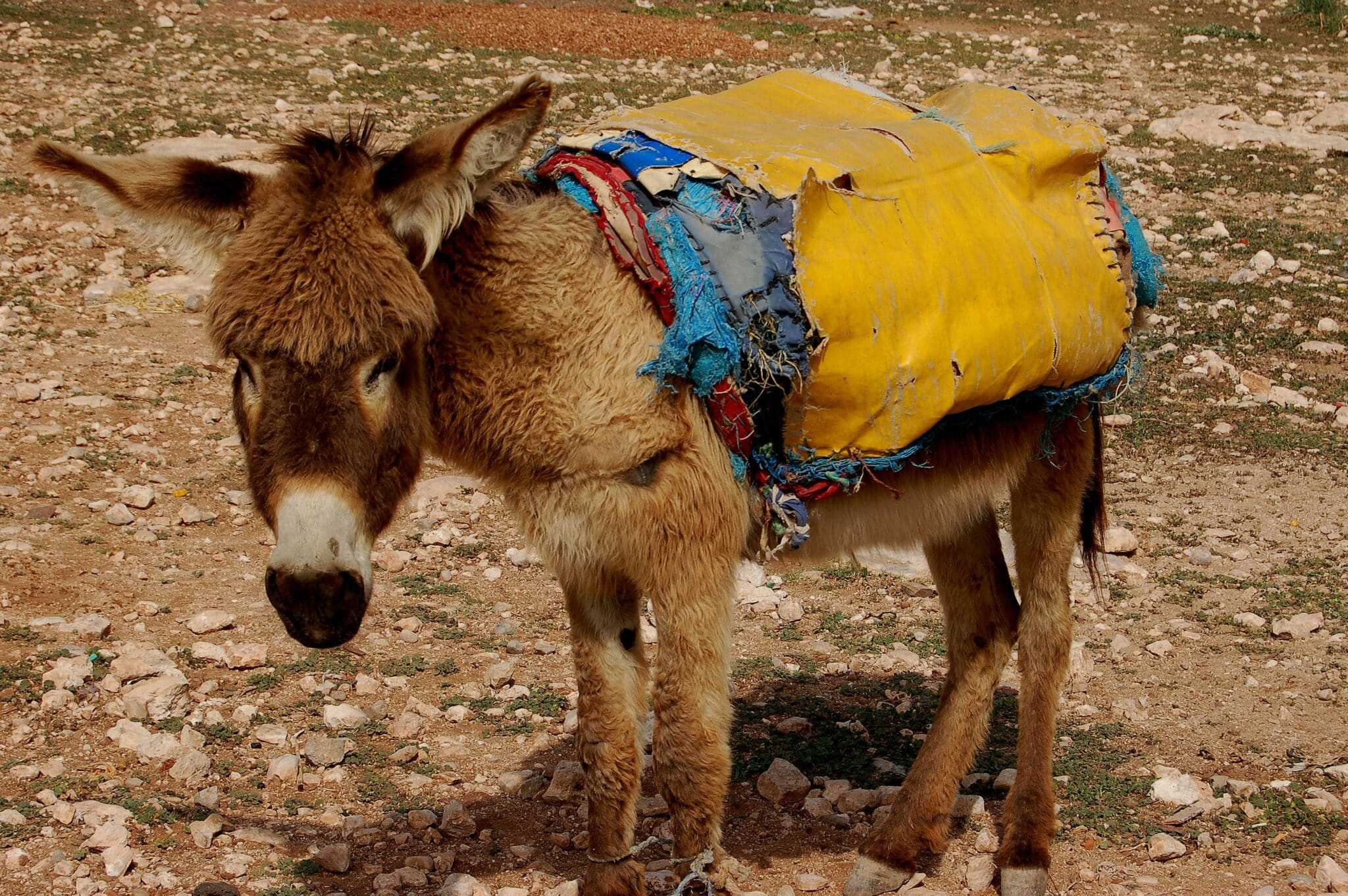 The Ethics of Hybrid Animals: Science or Spectacle? - Animals Around ...
