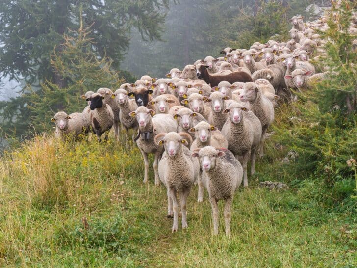 Must-See: Mind-Blowing Drone Shots of Sheep Being Herded - Animals ...